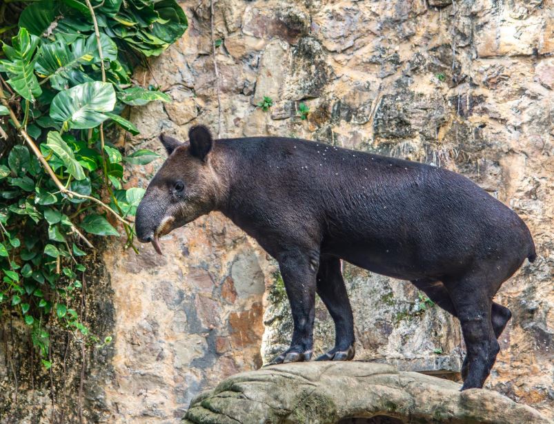 Animals I'd like to see come to COTW for North and Central America ...
