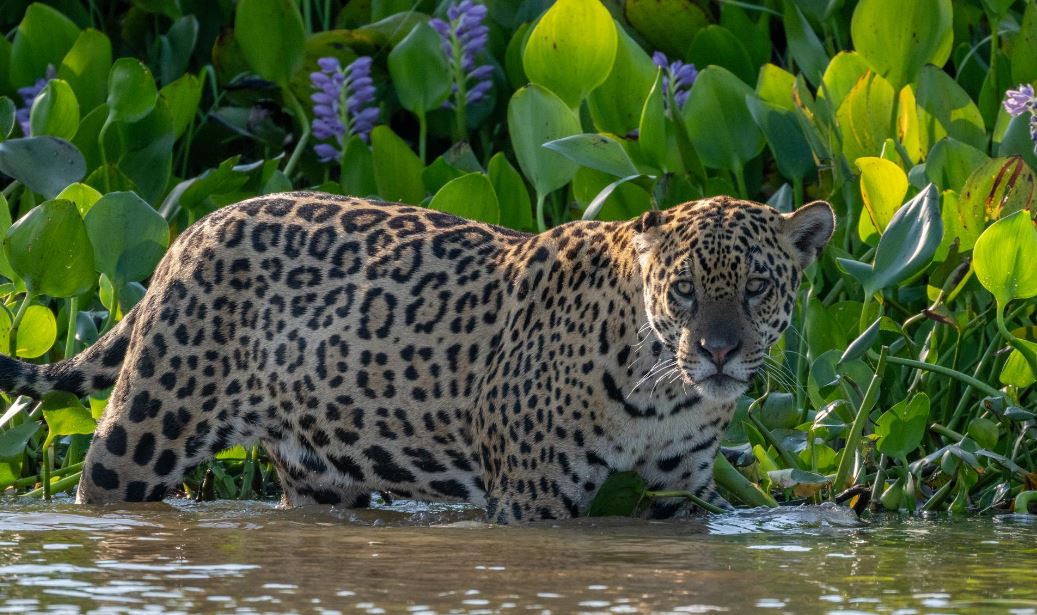 Animals I'd like to see come to COTW for North and Central America ...